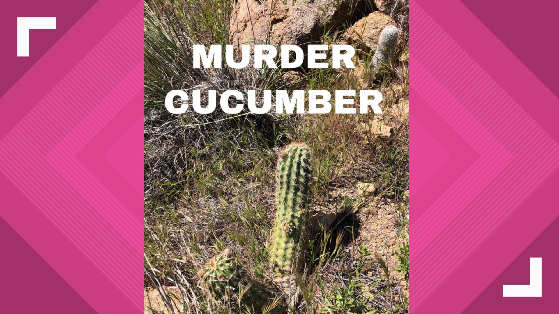 'Ouch-otillo': Phoenix couple creates guide to pokey things found on ...