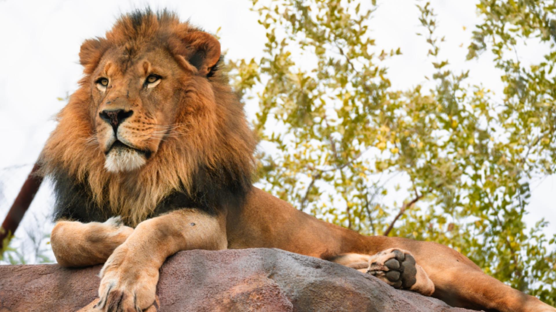 Lion in Arizona zoo euthanized after cancer diagnosis | 12news.com