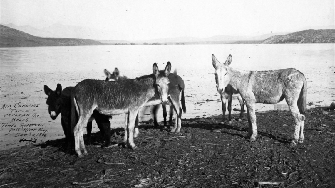 Arizona history comes to life with 2,000 photo collection | 12news.com