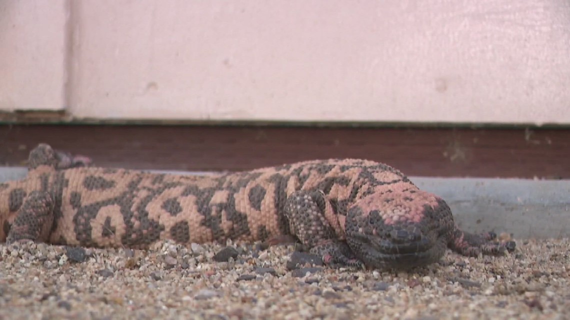 How hikers can stay safe from Arizona's venomous creatures while ...