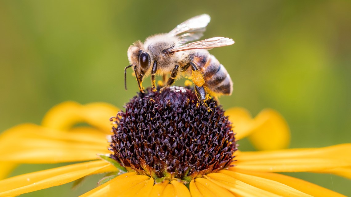 Where is the highest concentration of bee species in the world ...
