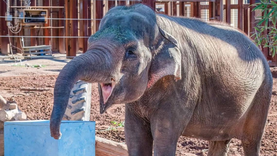 Indu, the Phoenix Zoo's last elephant, died on Thursday | 12news.com