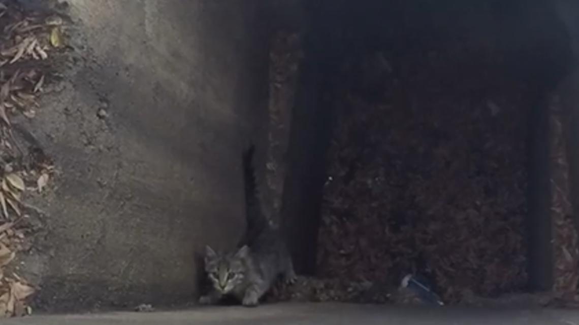 Arizona Humane Society rescues 2,800 kittens in 2024, expects number to ...