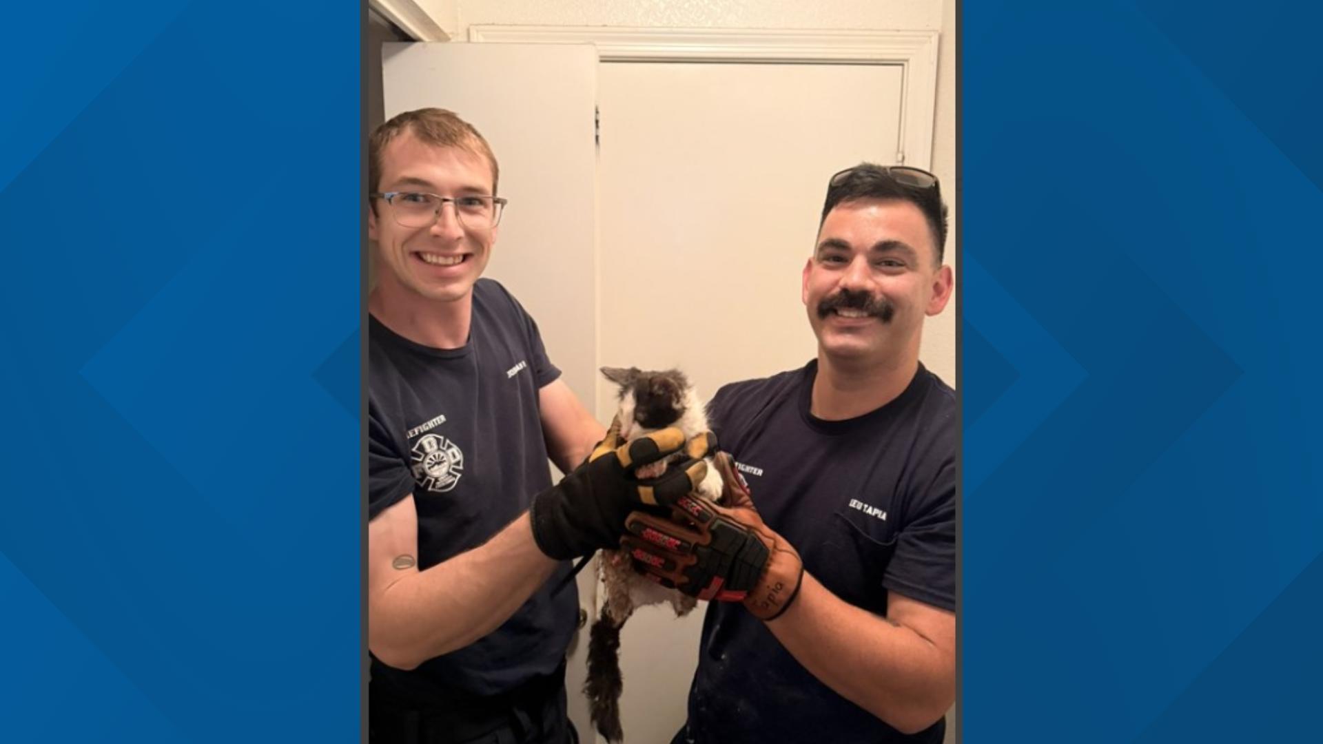 Goodyear firefighters rescue kitten trapped in dryer vent | 12news.com