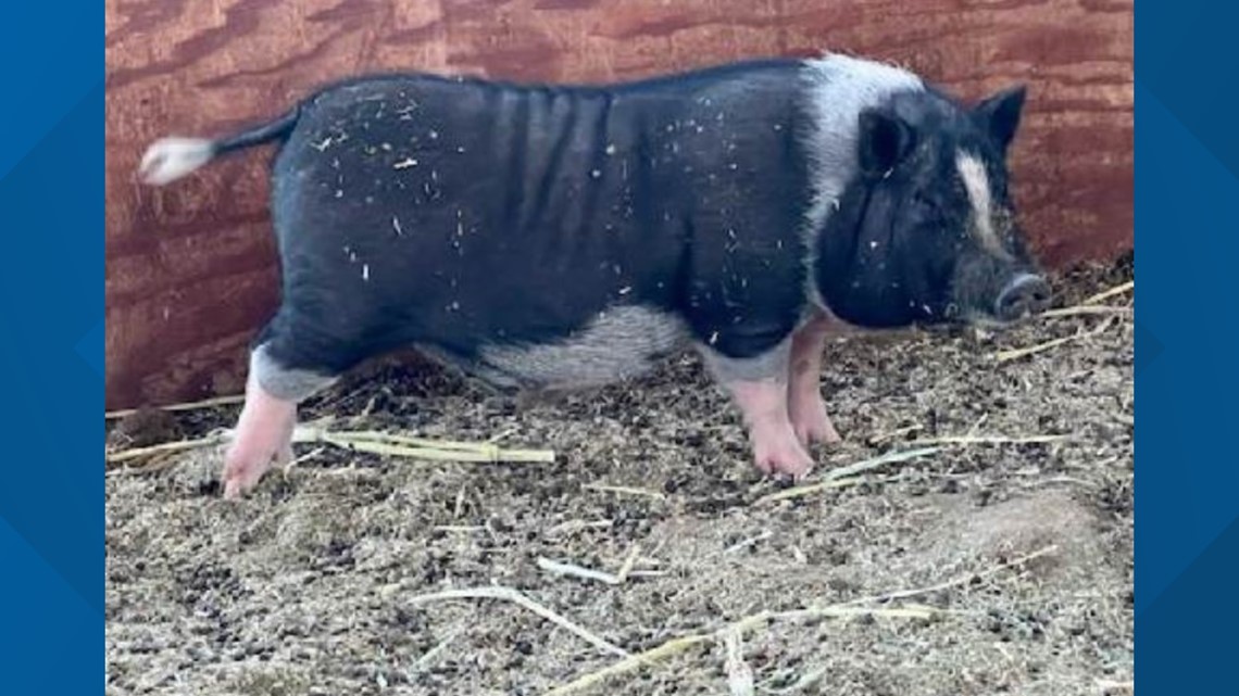 Yuma County Sheriff’s Office looking for owner of stray pig | 12news.com