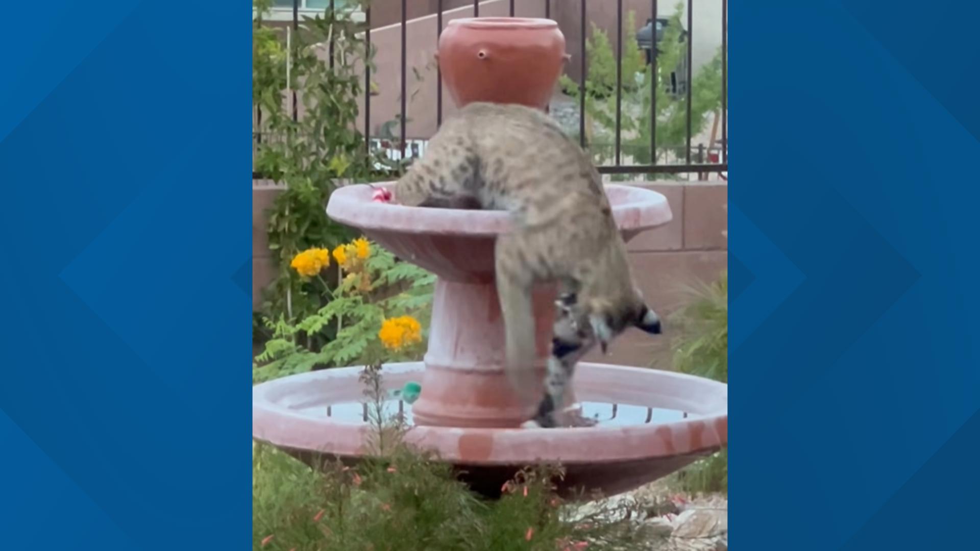 Video captures bobcat playing with backyard toys in Tucson neighborhood ...