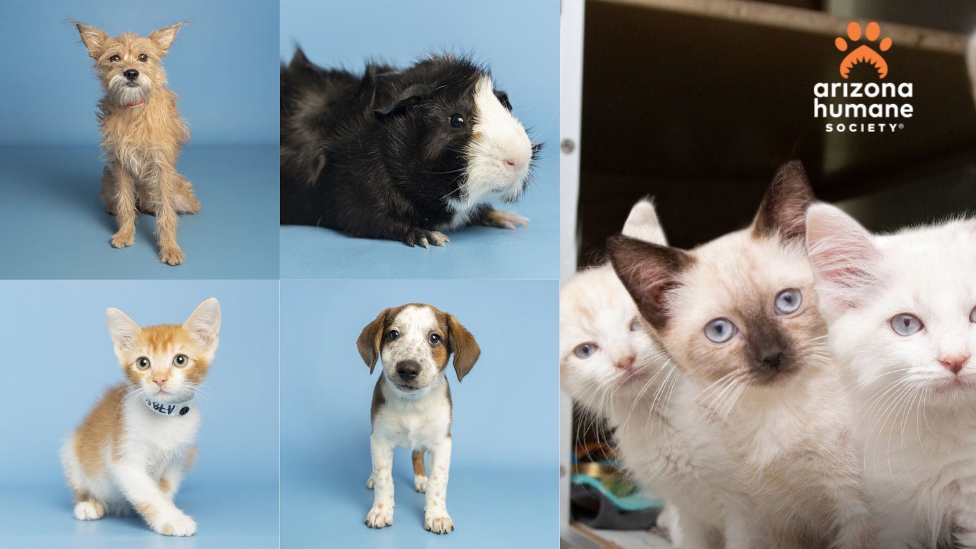 Refugios de Arizona darán en adopción mascotas libres de costo | 12news.com