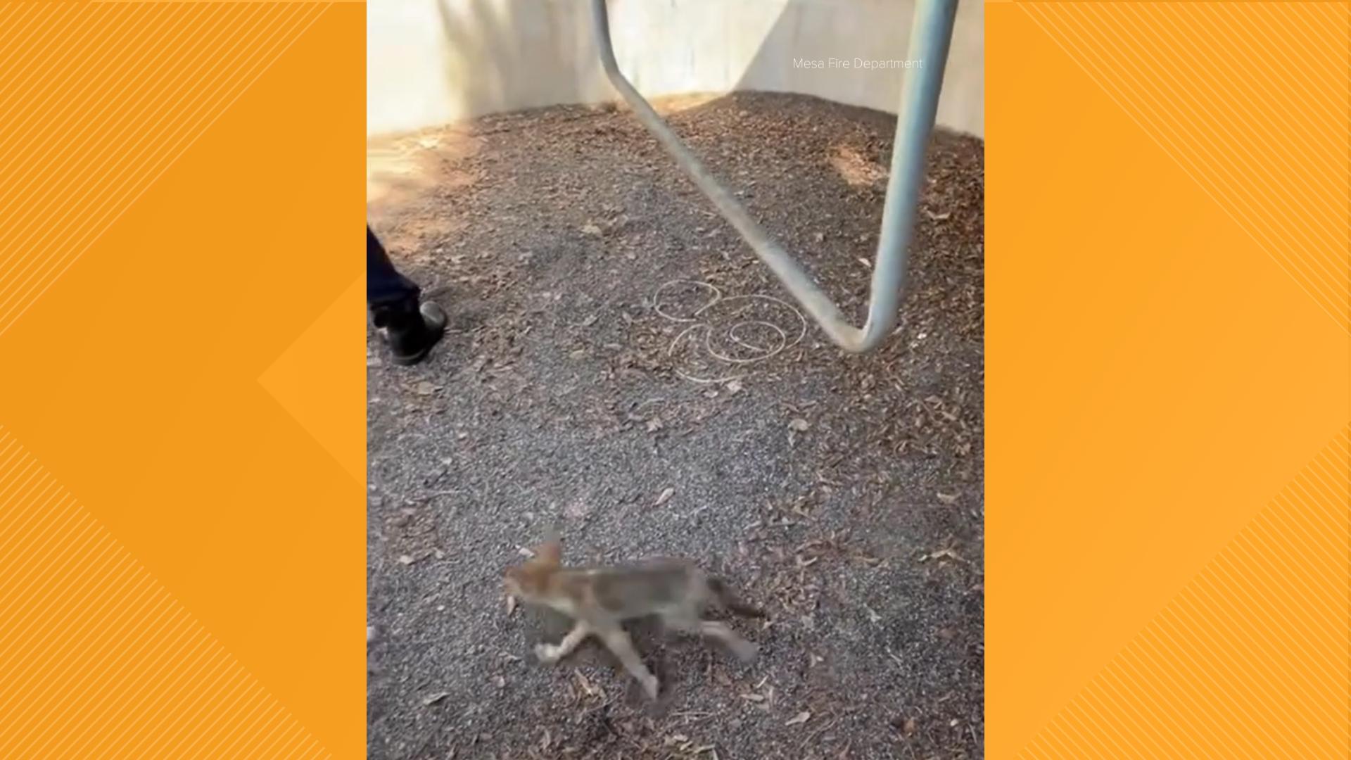 Arizona firefighters rescue coyote trapped under backyard trampoline ...