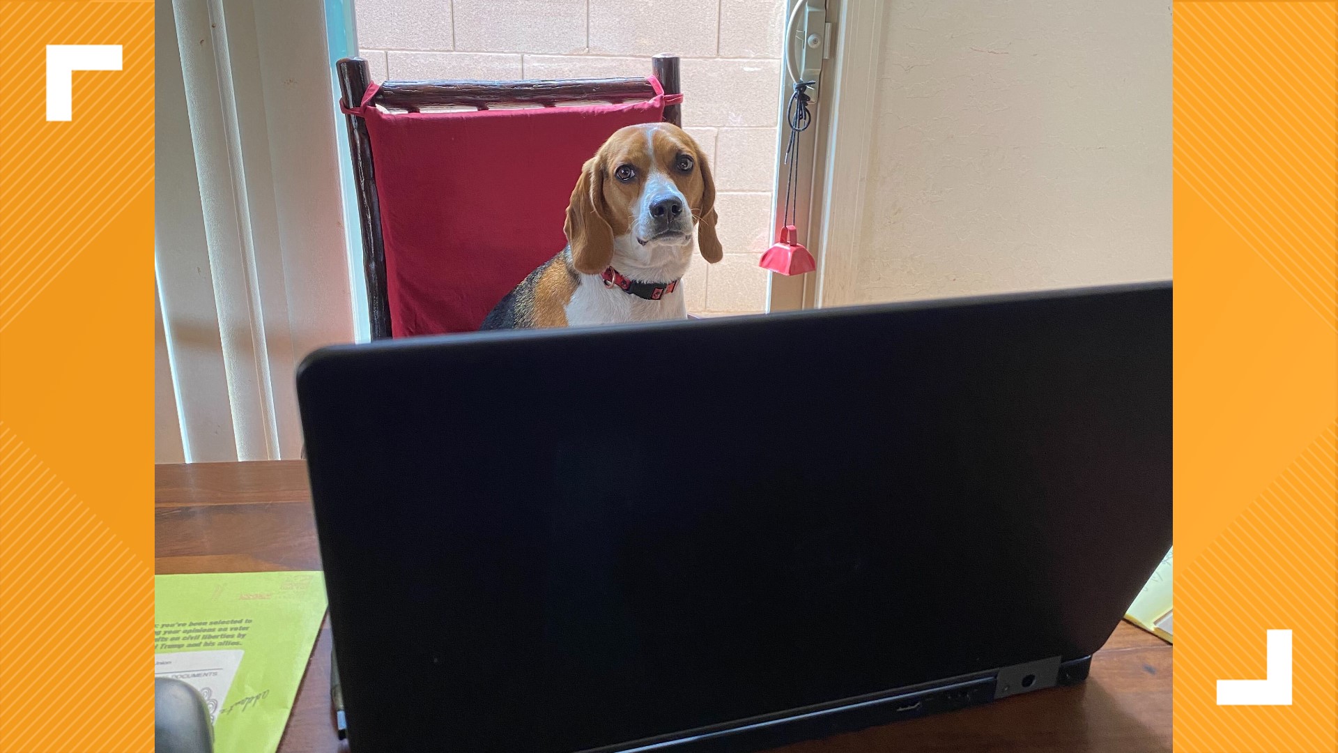 How to keep pets healthy while social distancing | 12news.com