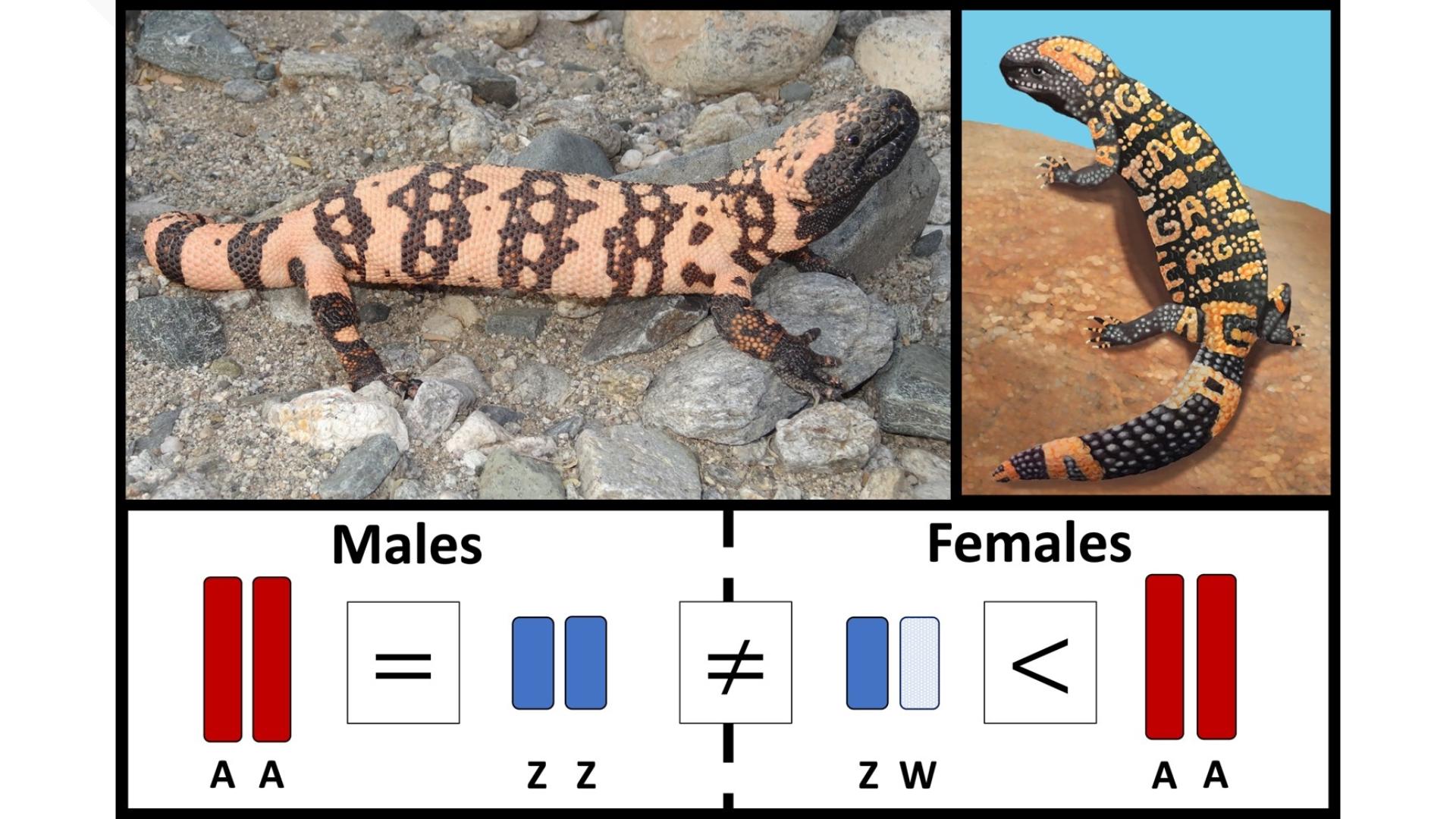 ASU researcher first to sequence Gila monster genome | 12news.com