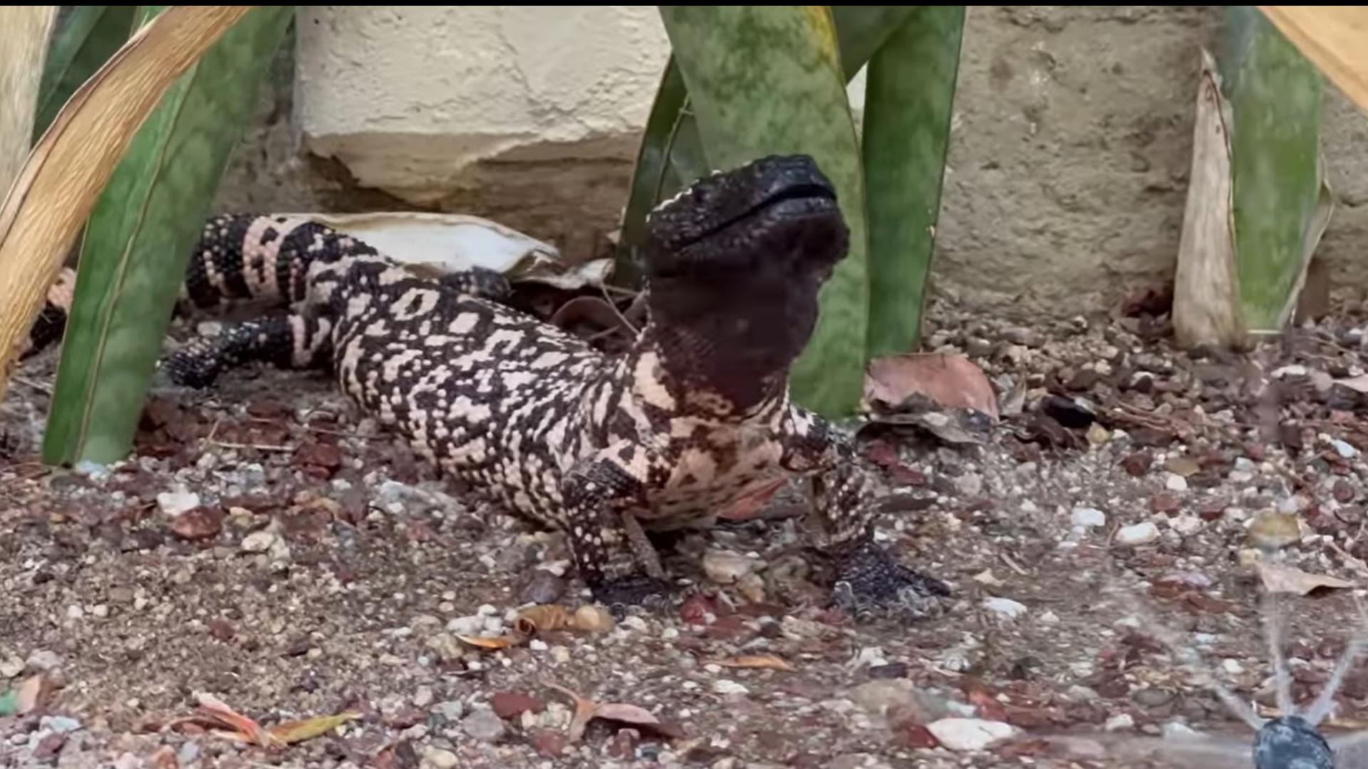 Tucson resident records Gila monster cooling off under sprinkler's ...