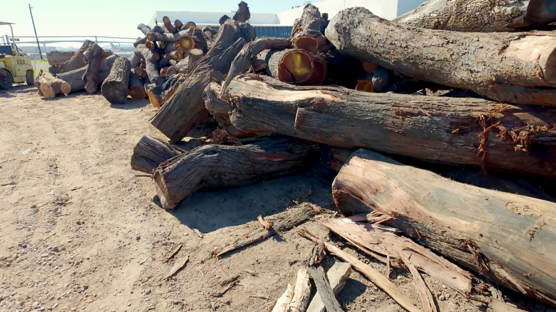 Fallen trees from devastating Tempe microburst turned into art | 12news.com