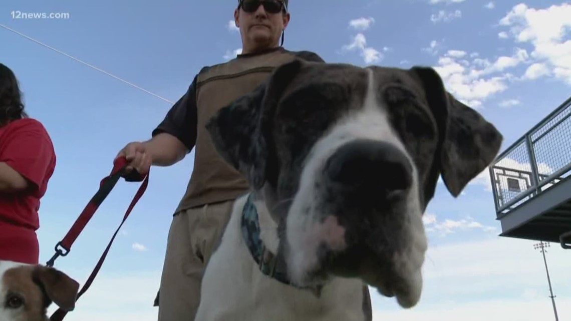 Dog days of spring: Where you can bring your dog for spring training ...