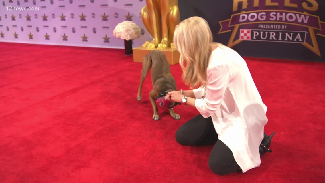 Take a behind-the-scenes look at the star-studded Beverly Hills Dog ...