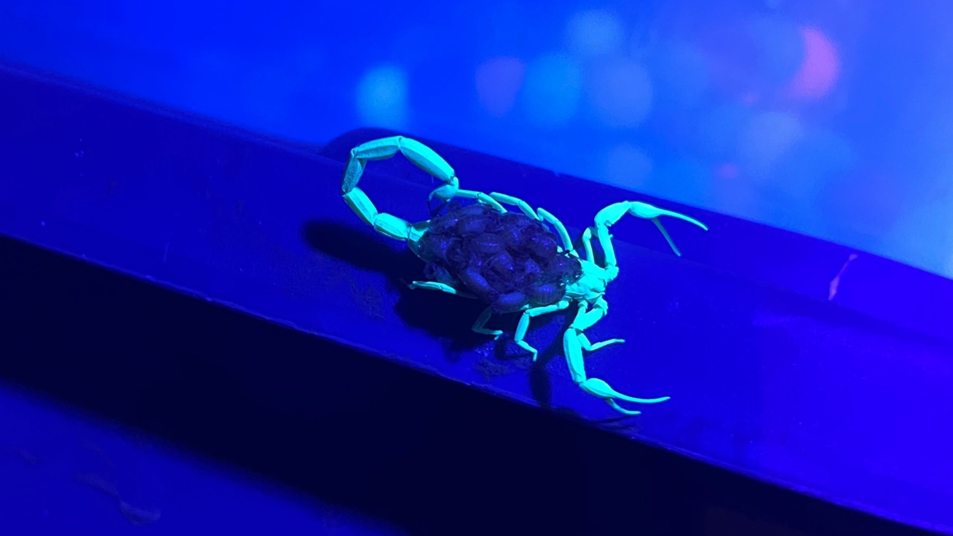 Arizona scorpion season gives us a look at their family dynamic ...