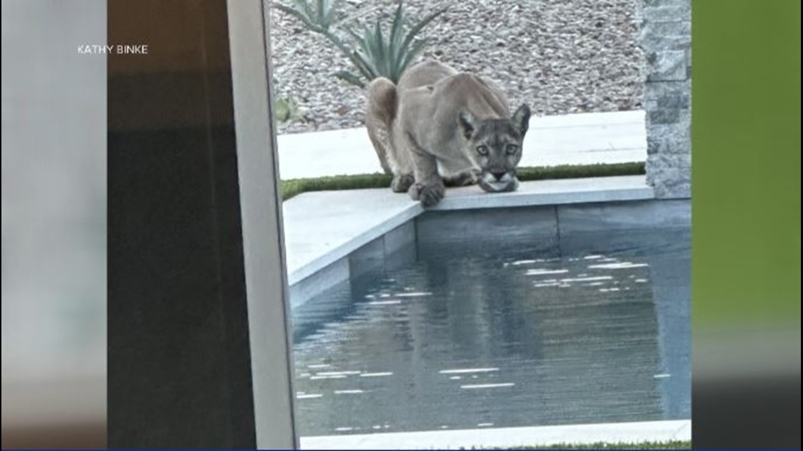 Cougar caught on camera drinking out of Scottsdale pool | 12news.com