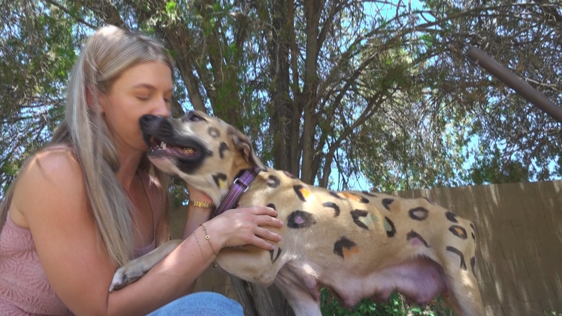 Arizona Humane Society saves dog, puppies from heat | 12news.com