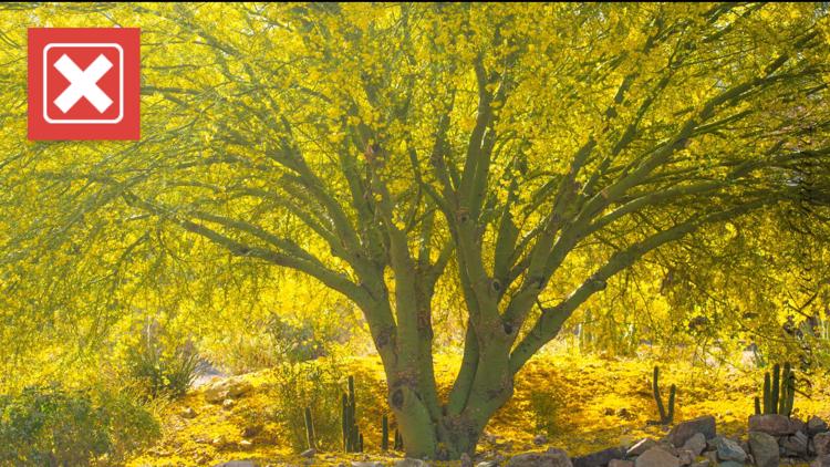 Why are allergies so bad this year? Climate change to blame. | 12news.com