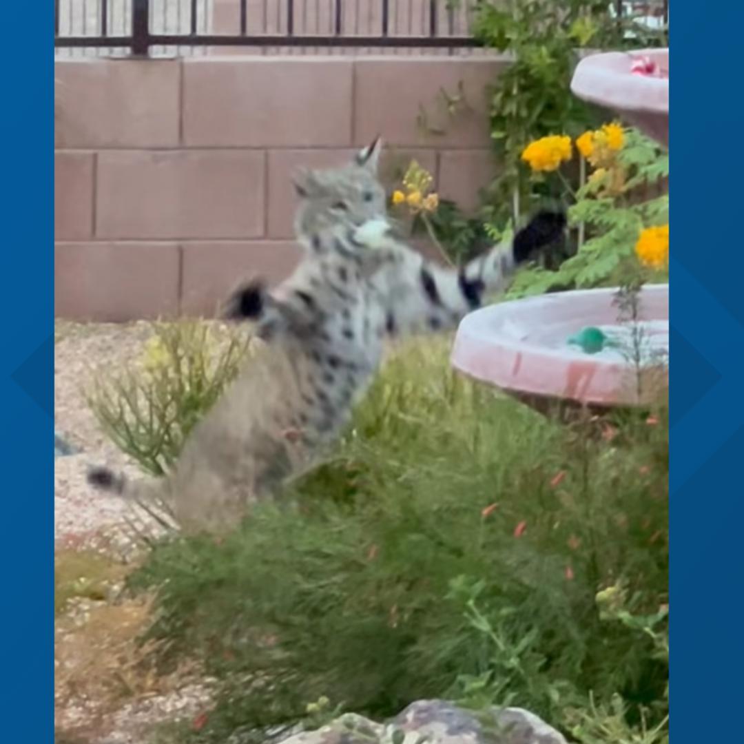 Video captures bobcat playing with backyard toys in Tucson neighborhood ...