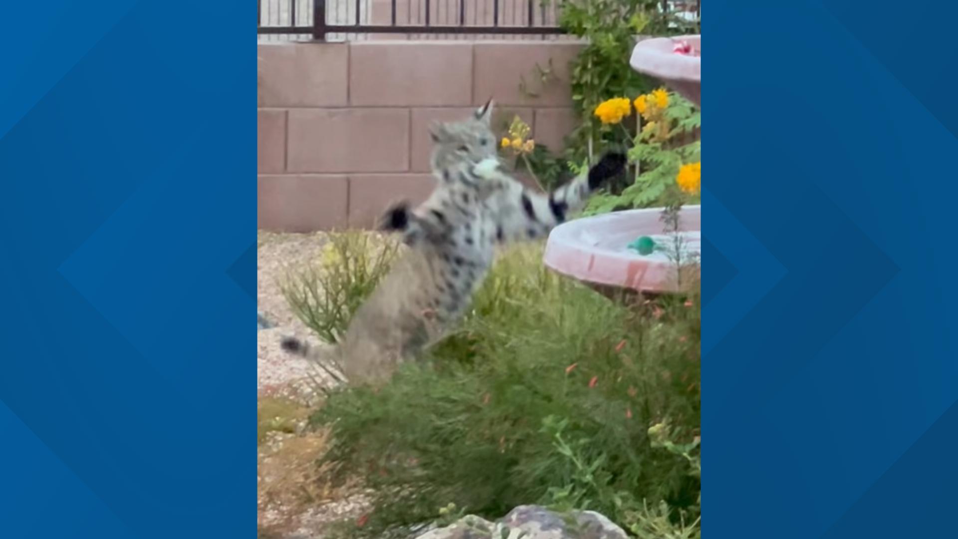 Video captures bobcat playing with backyard toys in Tucson neighborhood ...