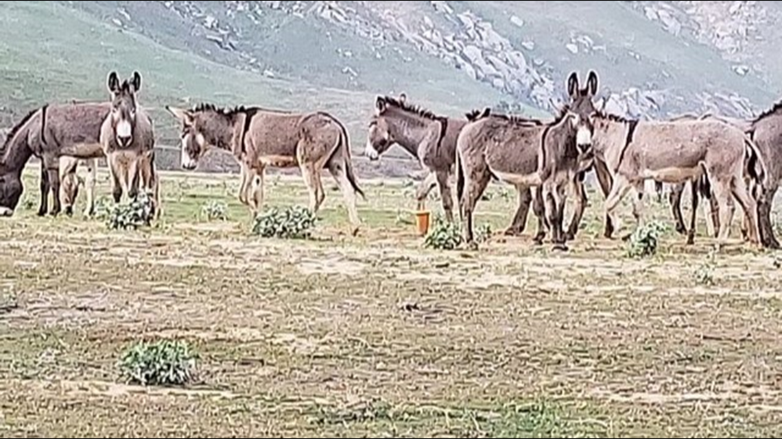 Burro in California gets orange cone stuck on hoof | 12news.com