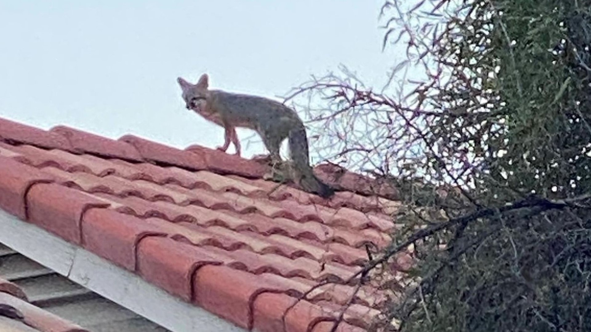 Famous fox seen roaming Mesa neighborhood | 12news.com
