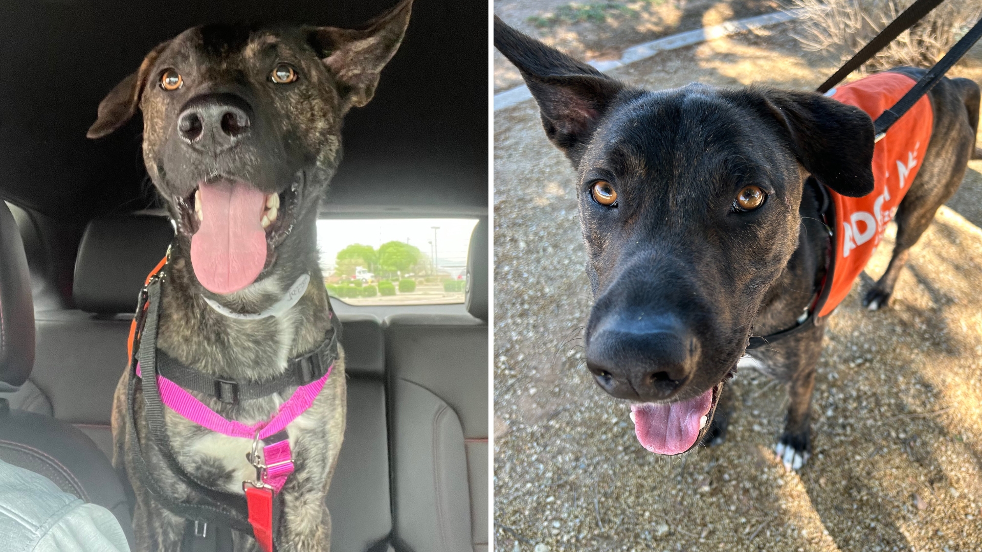 Arizona Humane Society offers free adoptions for dogs, puppies | 12news.com