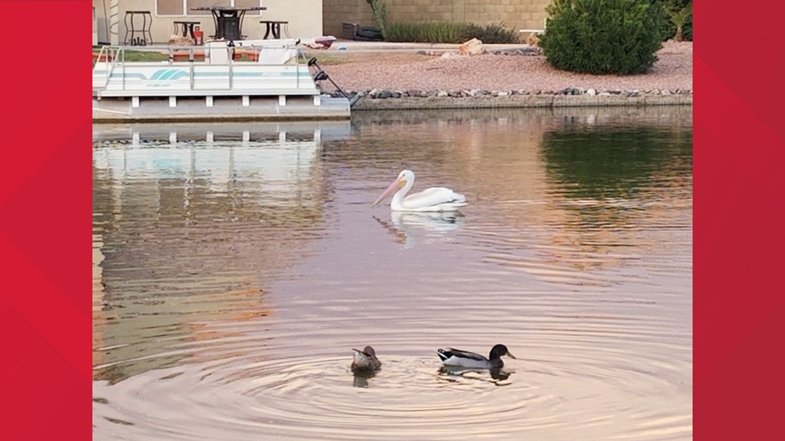This out-of-state pelican makes Avondale lake their new home | 12news.com