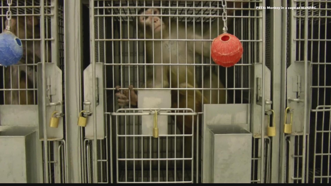 PETA decries monkey breeding facility in Arizona | 12news.com