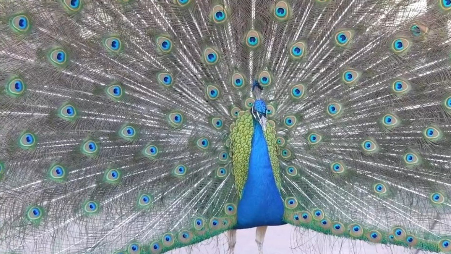 Glendale's peacocks have a long, strange history | 12news.com