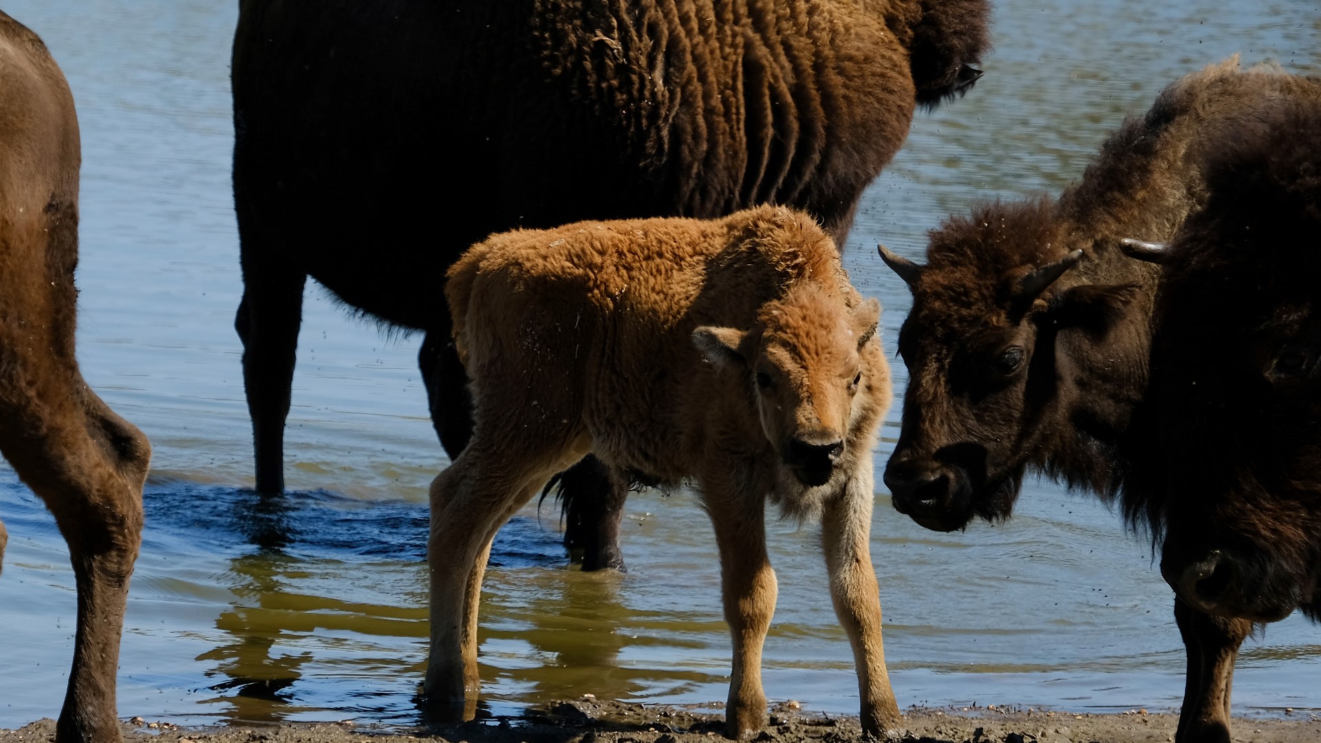 Relocation of bison to Native lands revives spiritual bond | 12news.com
