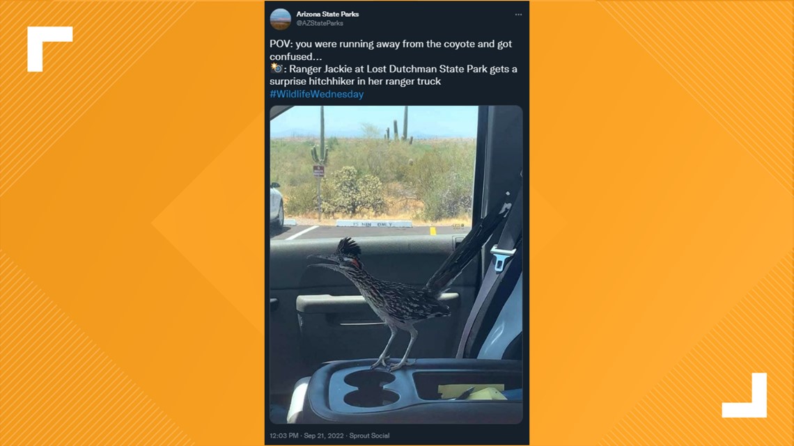 LOOK: Roadrunner hops into ranger's truck at Arizona park | 12news.com