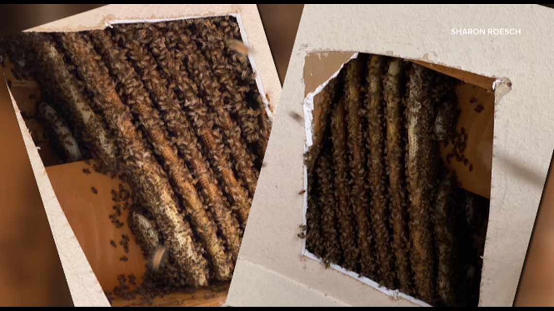Tips on dealing with bees at home after Ahwatukee woman finds massive ...