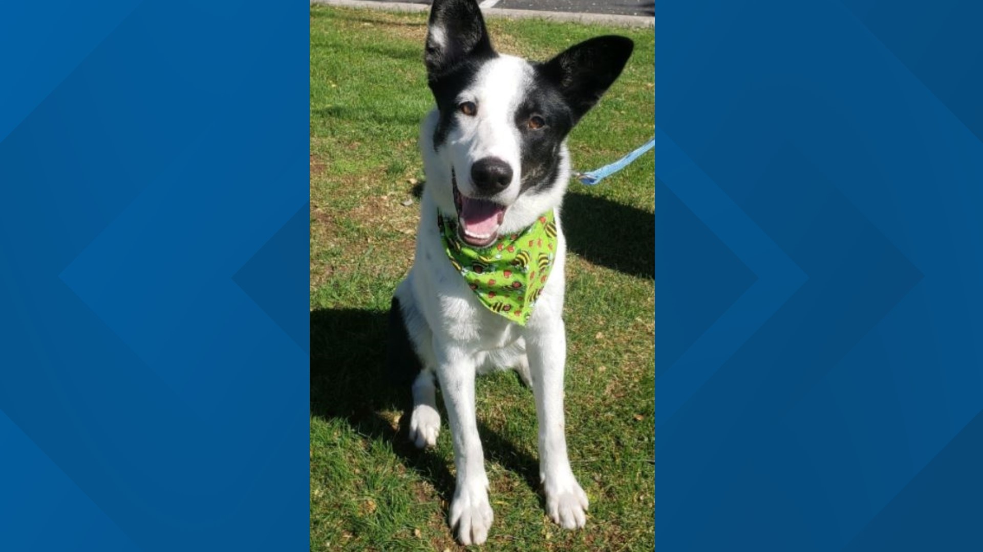 Halo Animal Rescue waiving adoption fees | 12news.com