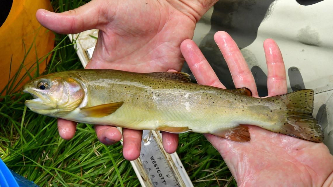 Apache trout removed from federal endangered and threatened list ...