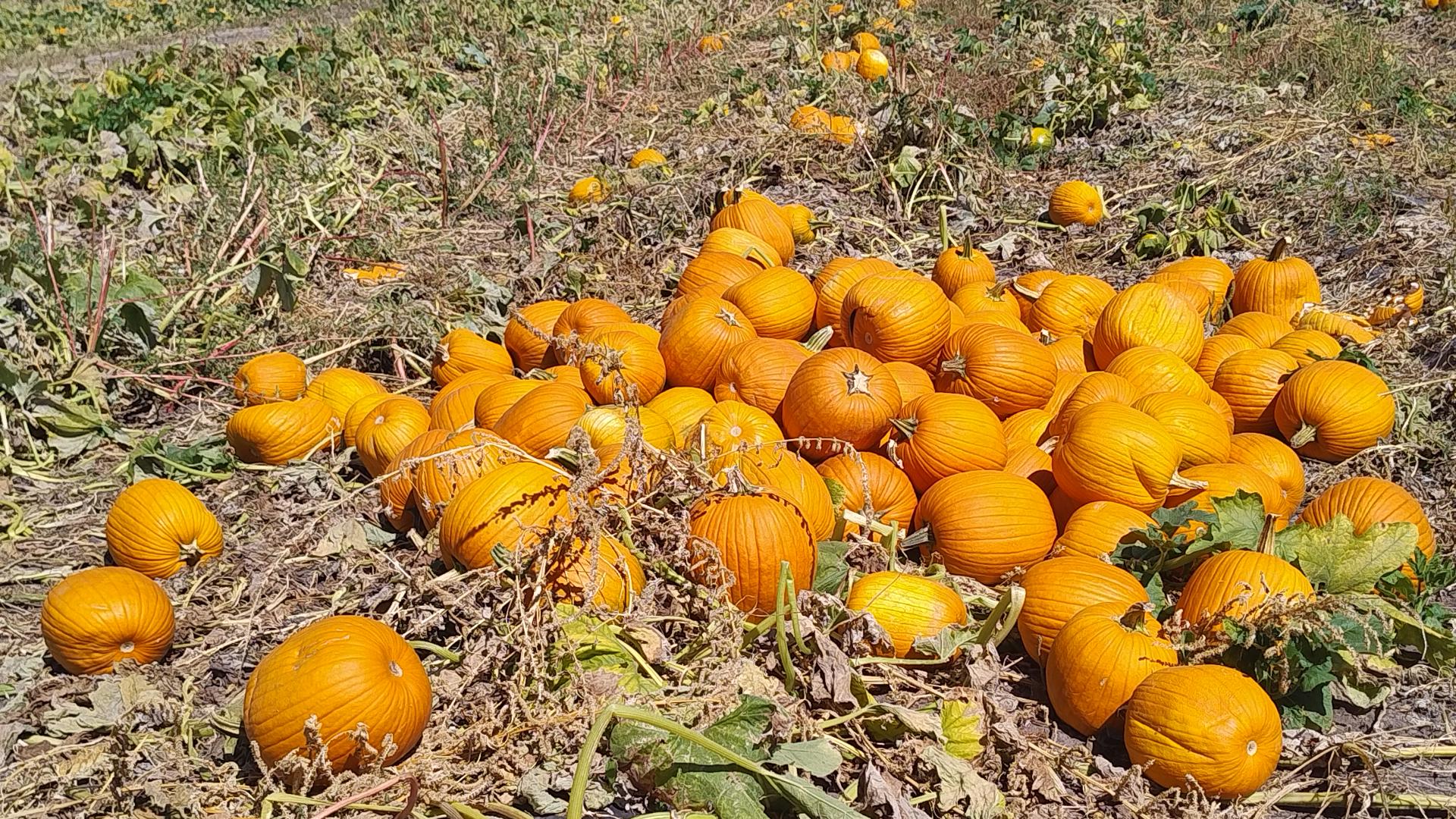 La siembra y cosecha de calabazas que se exportan a EE. UU. | 12news.com