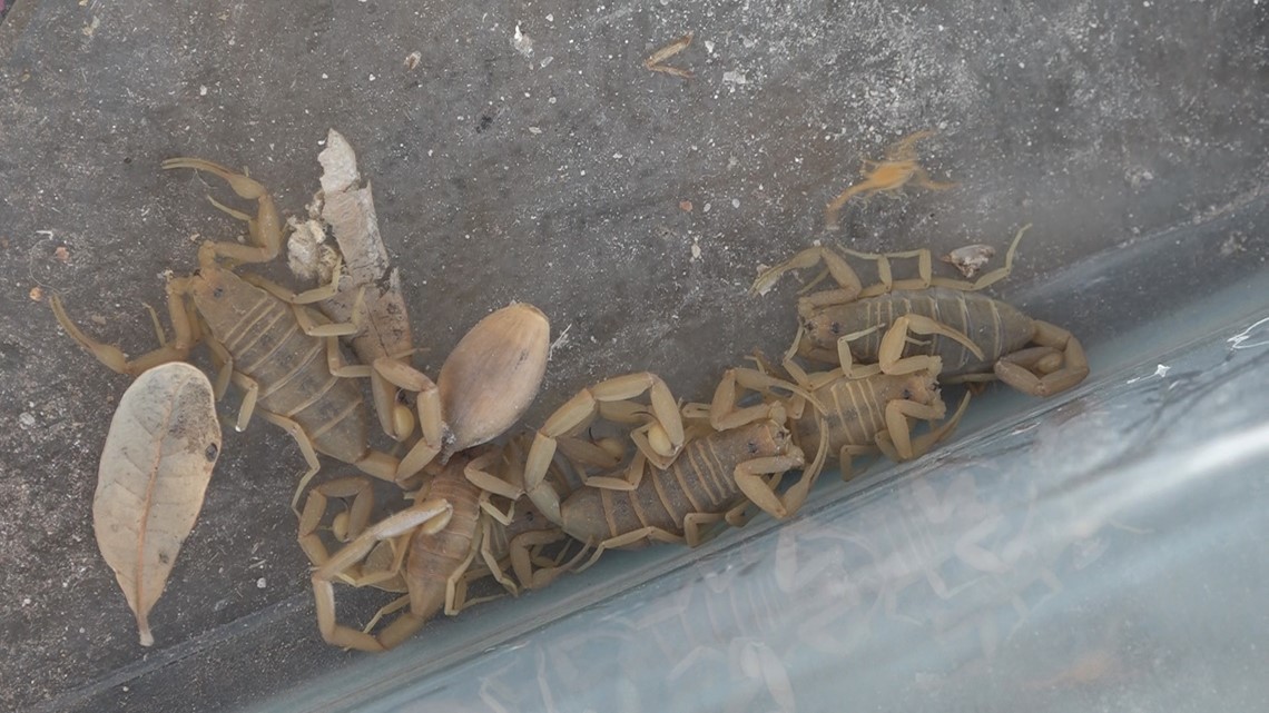 Company hopes to keep scorpions out of homes with new product | 12news.com