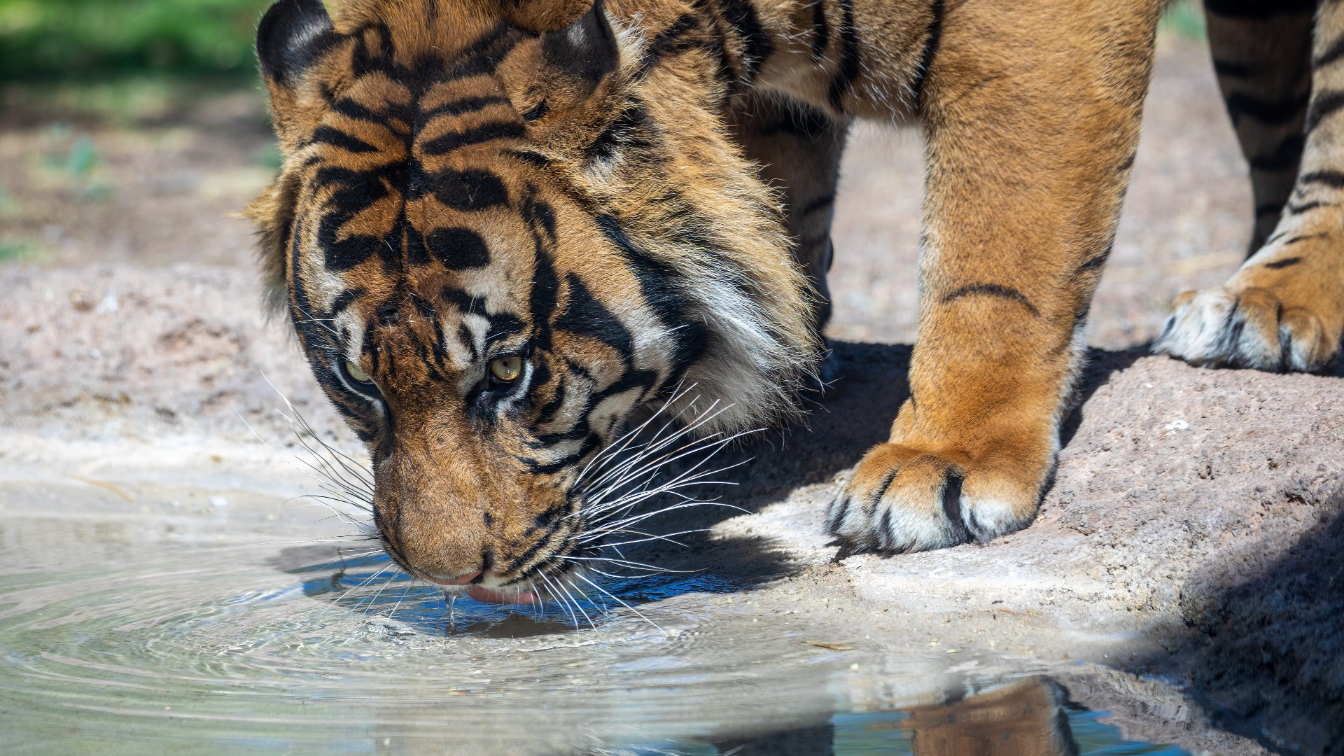 Say hi to Raja the Sumatran tiger at the Phoenix Zoo | 12news.com