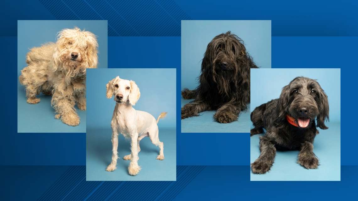 Arizona Humane Society gives dogs seized from Phoenix home a haircut ...