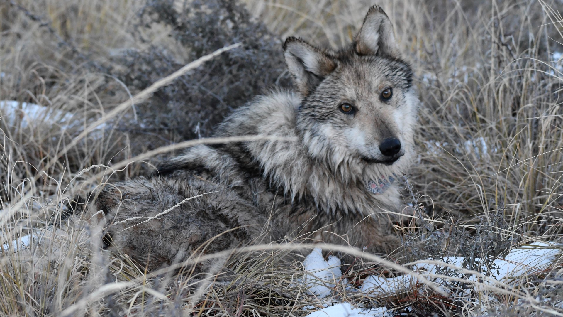 Mexican gray wolves boost numbers in Arizona, New Mexico | 12news.com