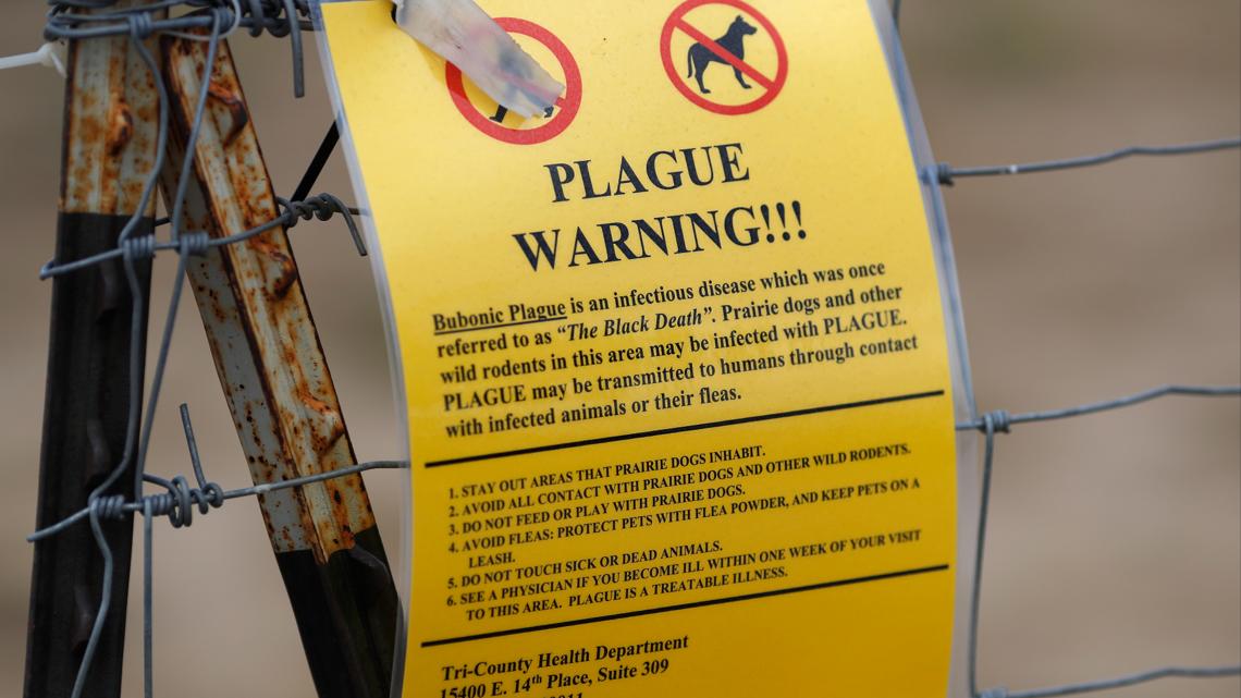 Plague detected in patient who died at Arizona hospital | 12news.com