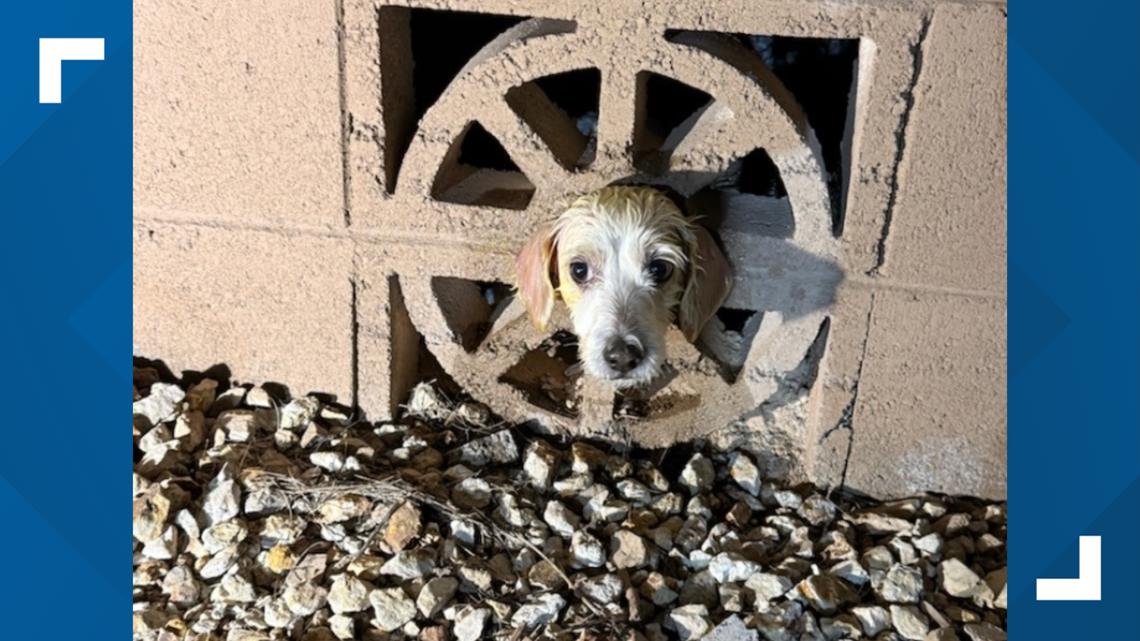 West Valley firefighters rescue dog trapped in cinder block wall ...