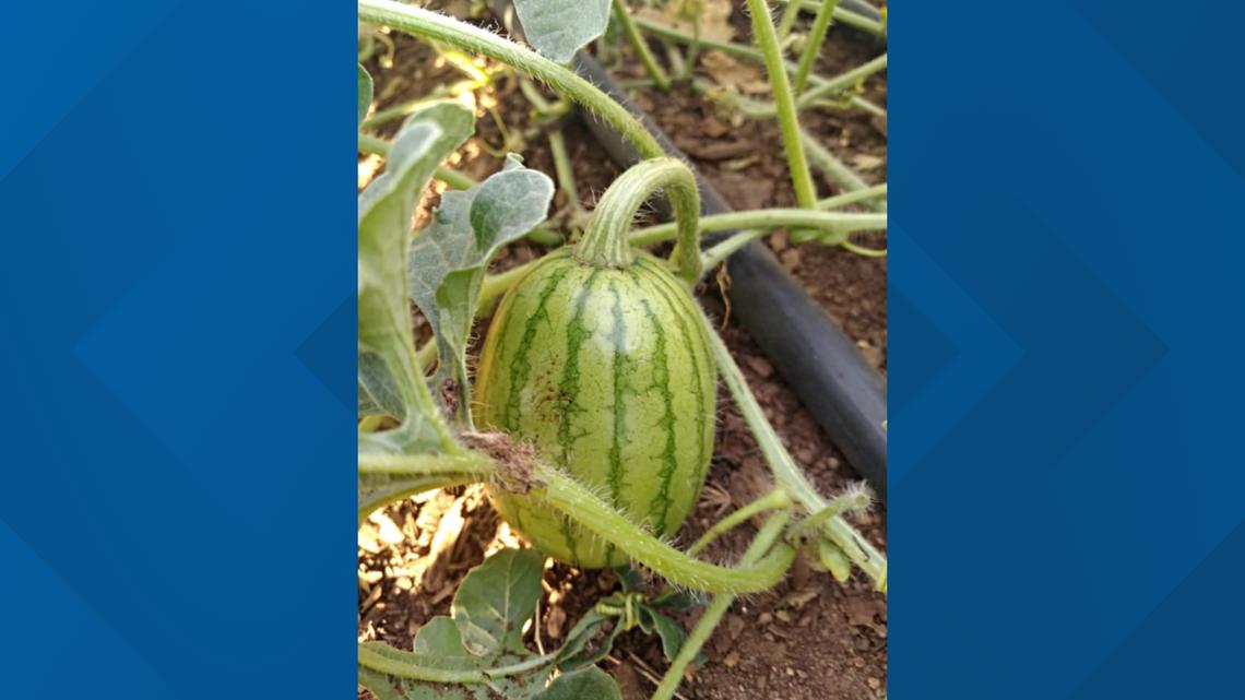 Coffee Pot Farms bringing fresh food the Navajo community | 12news.com