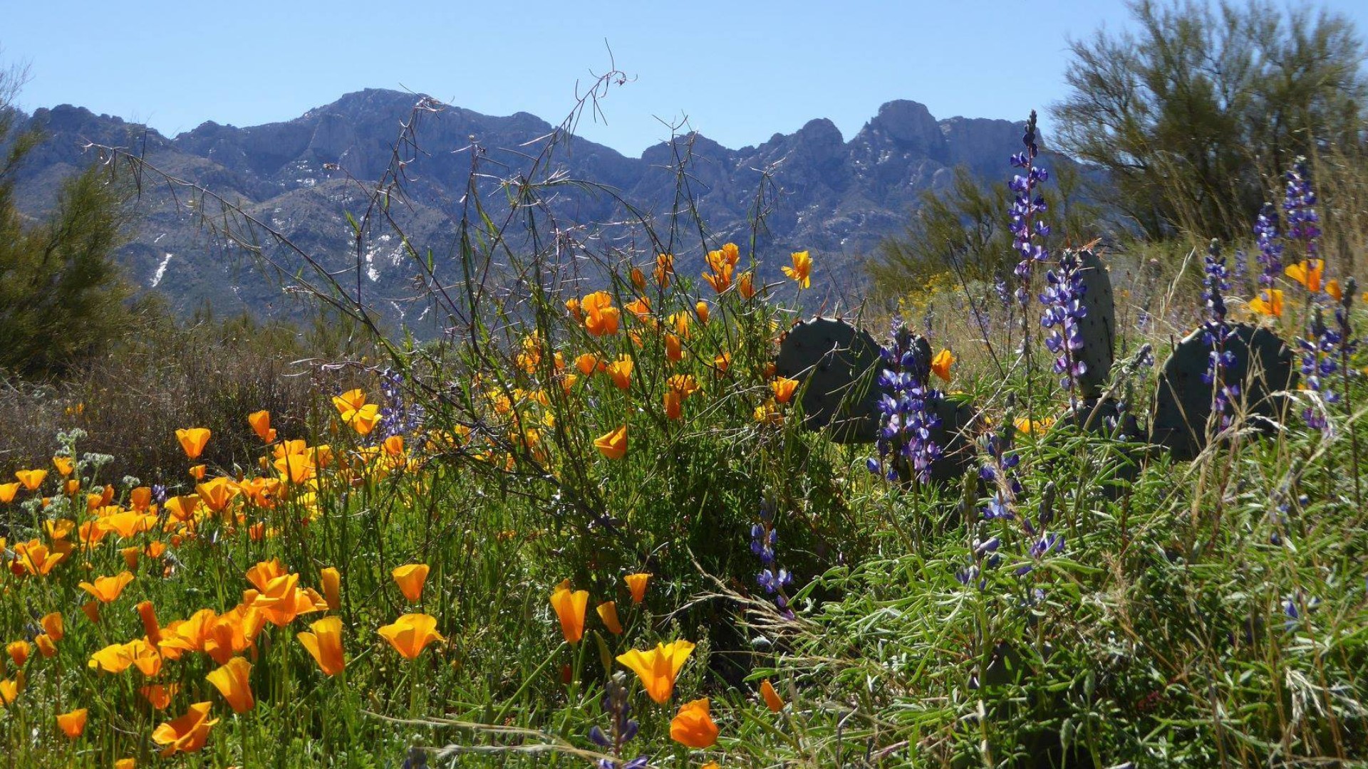 Sneak peek at Arizona's 2023 wildflower season | 12news.com