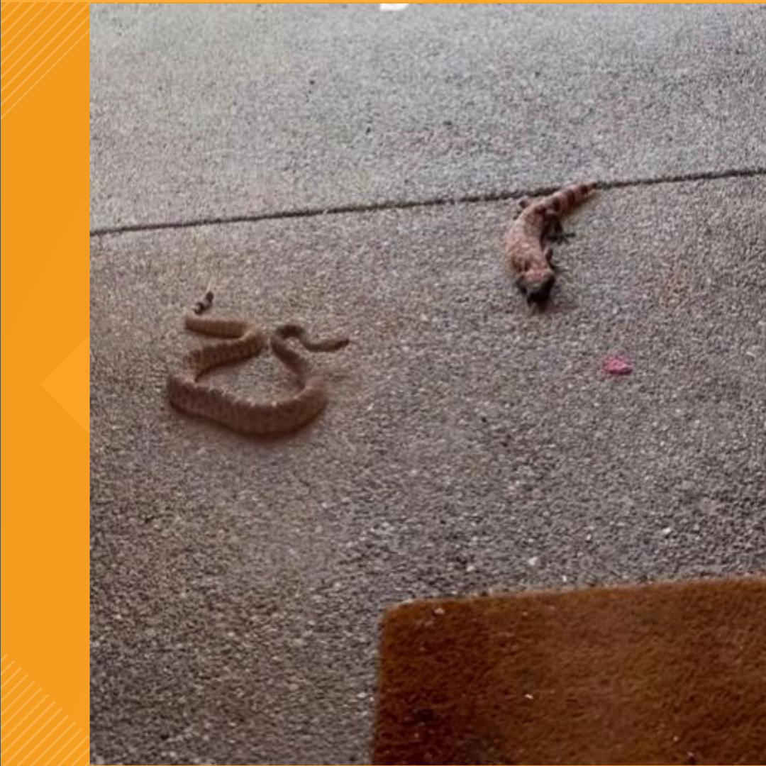 Gila monster and rattlesnake found on resident's front porch | 12news.com