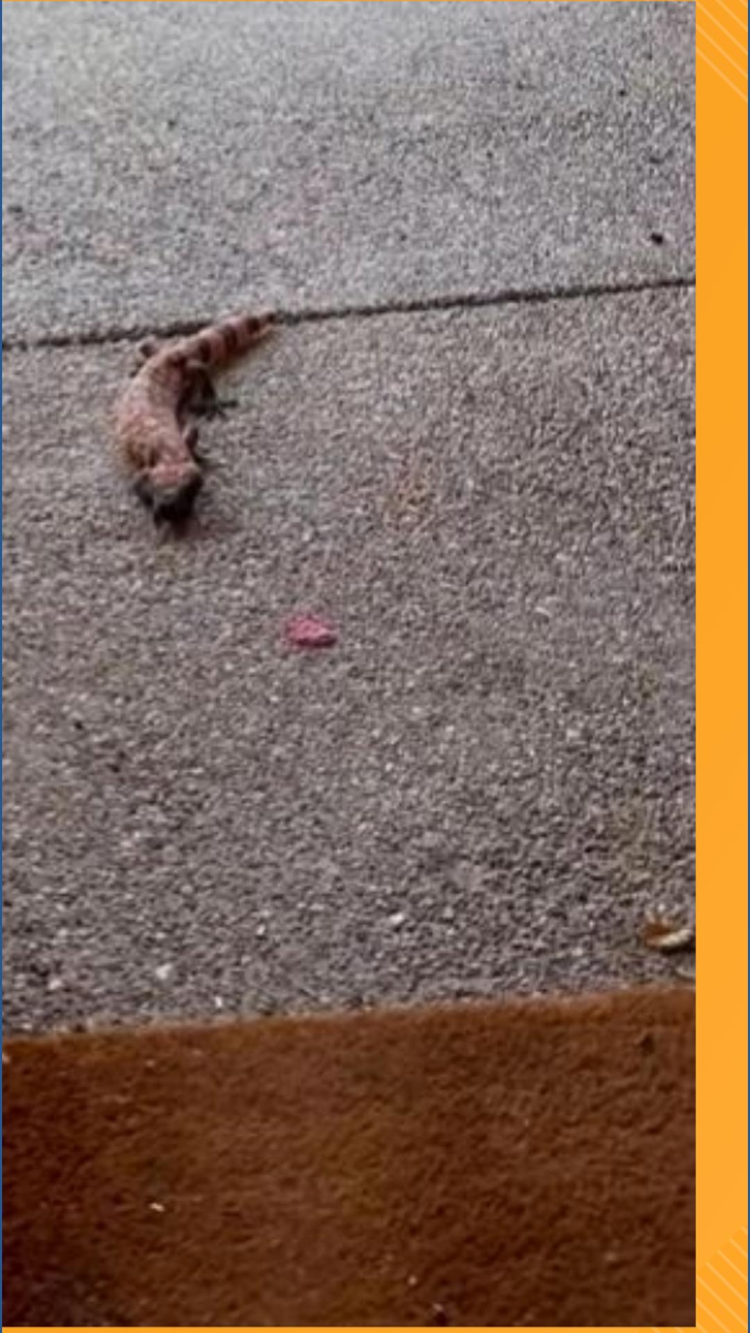 Gila monster and rattlesnake found on resident's front porch | 12news.com