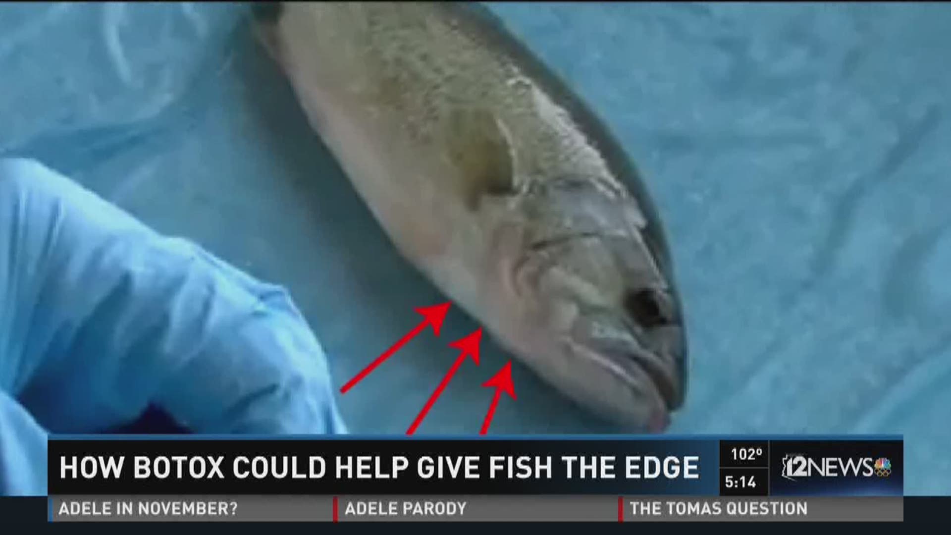 How Botox could help fish | 12news.com