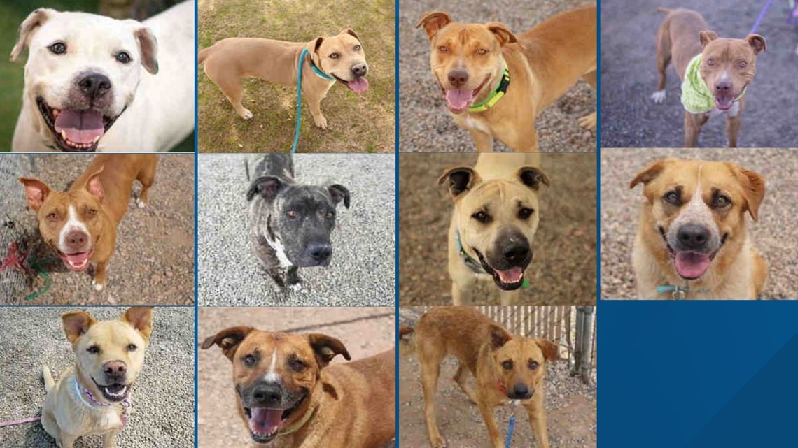 11 dogs rescued after MCACC says they might be euthanized | 12news.com