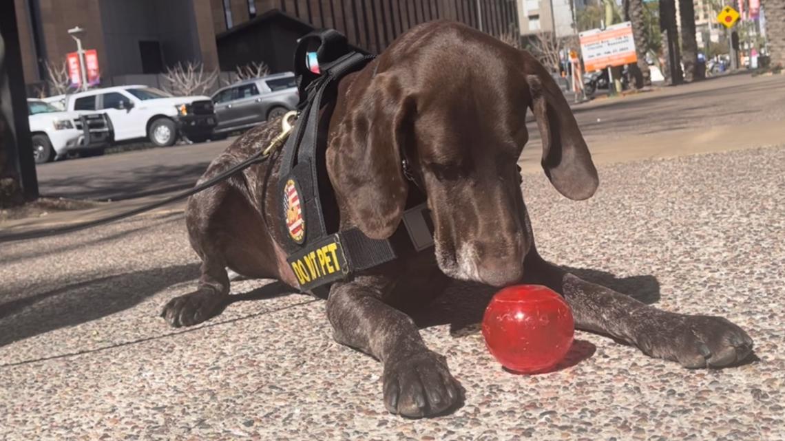 2023 Super Bowl: Bomb dogs need breaks, too | 12news.com