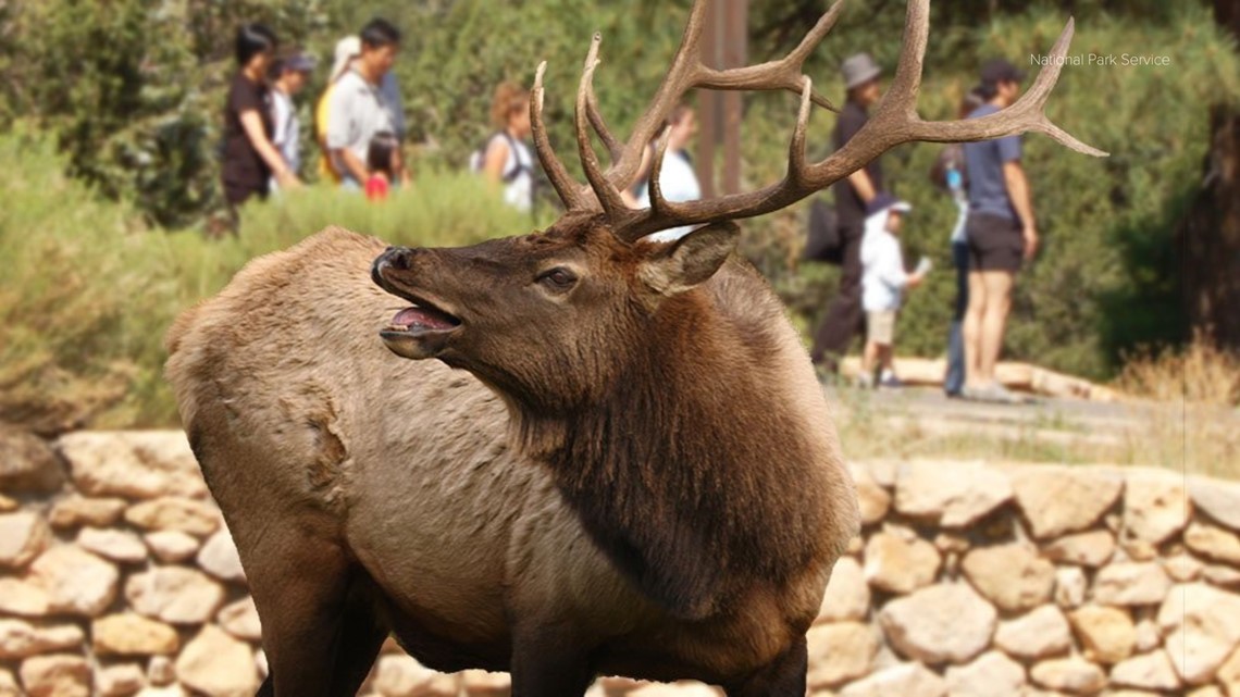 Elk aggression expected during mating season, officials say | 12news.com